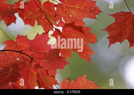 Maple leaves turning a vibrant red in the sun as the cool autumn air ...
