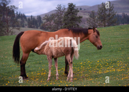 Newborn Foal nursing on Mare, just after being born - Placenta still ...