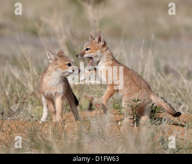 Swift fox (Vulpes velox), kits playing at den, near Pawnee National ...