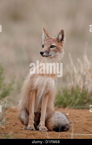 Swift fox (Vulpes velox), Pawnee National Grassland, Colorado, United ...