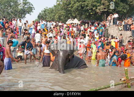 Elephant being washed near the banks of the River Ganges crowded with ...