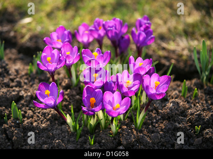 Small violet flowers covered by the sun Stock Photo - Alamy