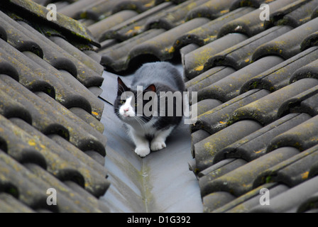 Domestic cat standing in the gutter, cat is standing in the gutter on a ...
