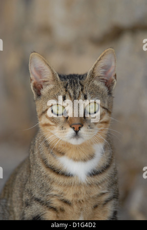 Brown tabby felidae (Felis silvestris catus) walking over stony ground ...