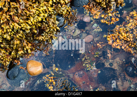 Catterline, Great Britain, Scotland, Europe, sea, coast, cliff coast ...