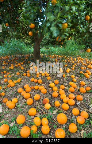 Cyprus, Paphos: orange harvest Stock Photo - Alamy