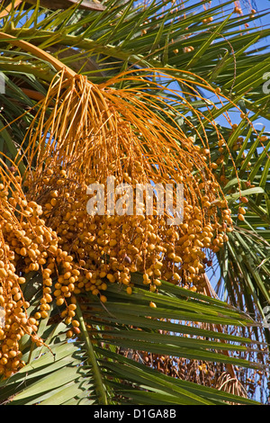 Palm tree seed Stock Photo - Alamy