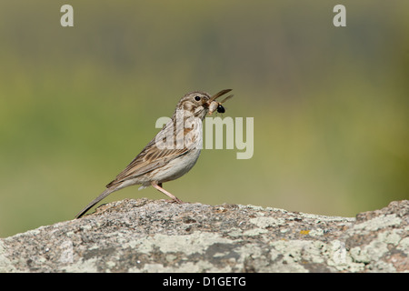 Vesper Sparrow with insect perching bird birds songbird songbirds ...