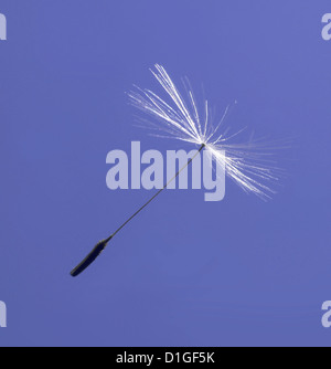 Dandelion Seed Dispersal by Wind Stock Photo - Alamy