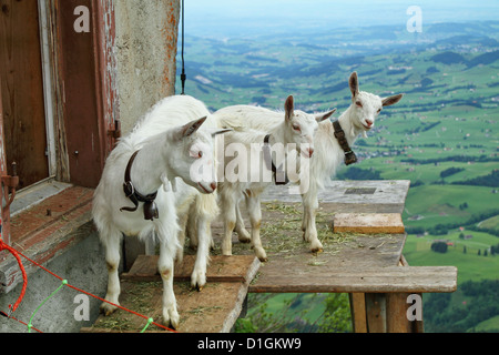 Swiss Goats on the Mountain Hoher Kasten in the Appenzell Alps ...