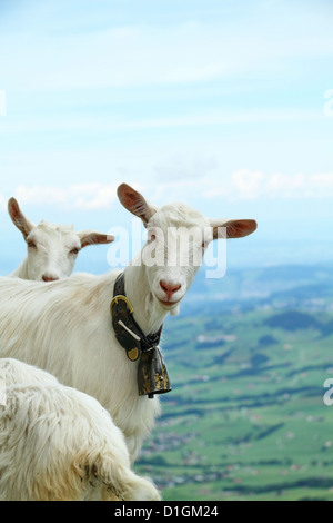 Swiss Goats on the Mountain Hoher Kasten in the Appenzell Alps ...