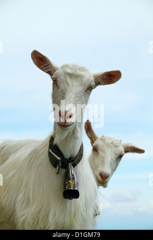 Swiss Goats on the Mountain Hoher Kasten in the Appenzell Alps ...