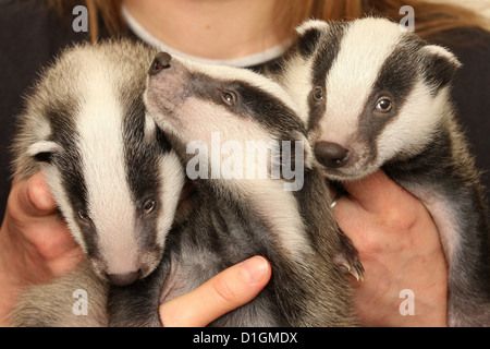 Rescued baby badger cubs Stock Photo - Alamy
