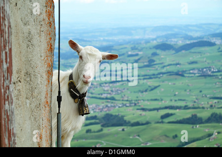 Swiss Goats on the Mountain Hoher Kasten in the Appenzell Alps ...