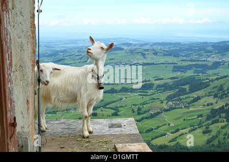 Swiss Goats on the Mountain Hoher Kasten in the Appenzell Alps ...
