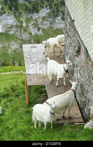 Swiss Goats on the Mountain Hoher Kasten in the Appenzell Alps ...