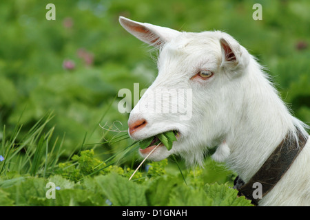 Swiss Goats on the Mountain Hoher Kasten in the Appenzell Alps ...
