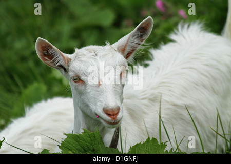 Swiss Goats on the Mountain Hoher Kasten in the Appenzell Alps ...