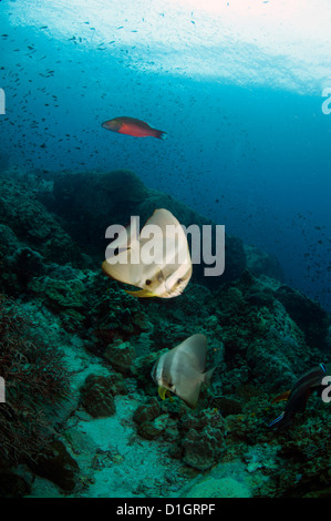 Golden spadefish (Platax boersii) in the sea underwater Stock Photo - Alamy