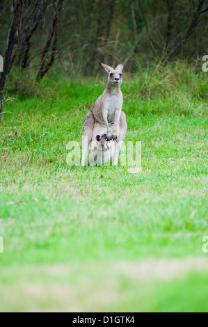 Mother Kangaroo with her Joey Stock Photo - Alamy