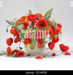 Studio Shot of red poppies on white background Stock Photo - Alamy