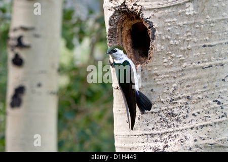Tree Swallow at nest cavity in Aspen Tree perching bird birds songbird ...
