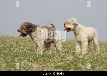 Dog two 2 Lagotto Romagnolo truffle dog roan beige running in a field ...