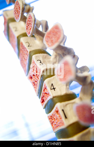 Male orthopedist with human skeleton model against light background ...