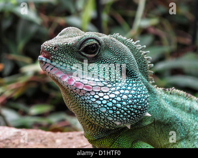 Chinese water dragon lizard in closeup, tropical reptile pet, Exotic ...