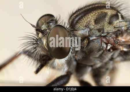 Robberfly head closeup Stock Photo - Alamy