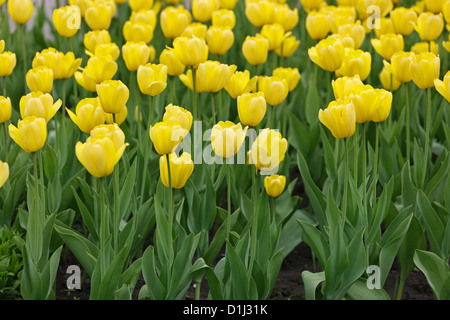 flowering tulips. Beautiful flowers. Spring season. gardening Stock ...
