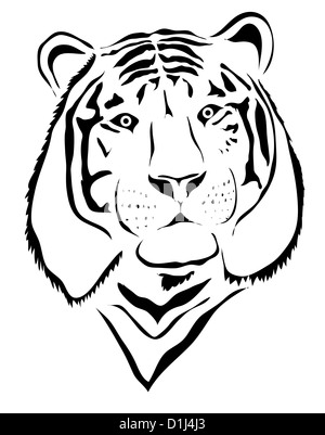 white tiger front face view in an Indian forest covered in snow during ...