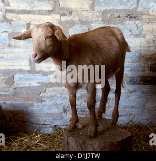 Farm goat goat animal brown farm Stock Photo - Alamy