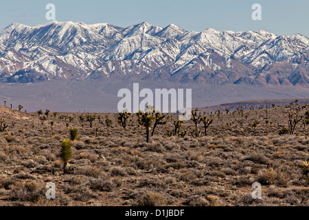 Monte Cristo mountains near Goldfield, Nevada, USA Stock Photo - Alamy