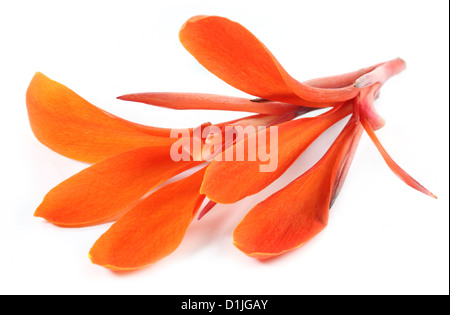 Canna indica or Kolaboti flower of Indian subcontinent Stock Photo - Alamy