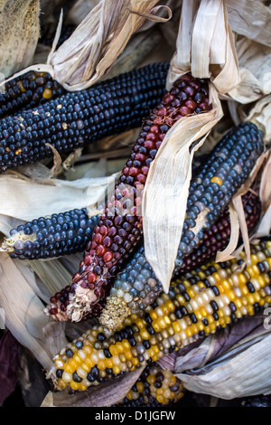 Indian corn, or flint corn, Zea mays indurata Stock Photo - Alamy
