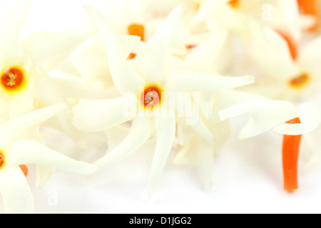 Sheuli flower of Southern Asia Stock Photo - Alamy