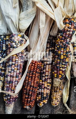Flint corn, (Zea mays indurata; also known in most countries as Indian ...
