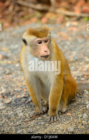 Monkeys in the living nature . Country Of Sri Lanka Stock Photo - Alamy