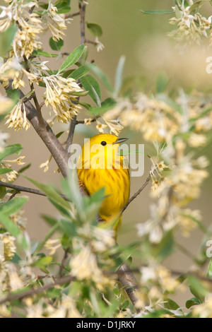 Yellow Warbler perched in Olive Tree birds bird songbird songbirds ...