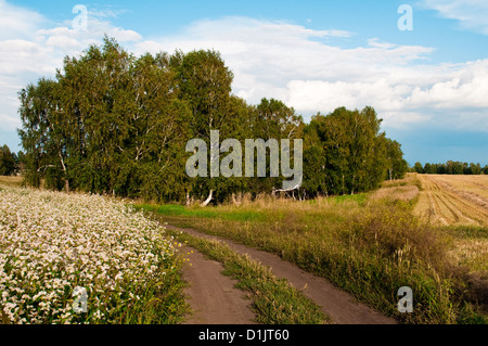 flower field, flowering buckwheat and forest far on the horizon ...