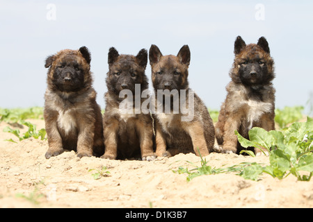 Dog four Belgian Shepherd Laekenois Groenendael Malinois Tervuren ...