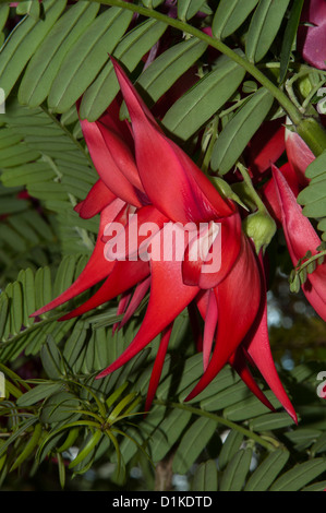 From the Kakabeak Clianthus maximus flowering in Boundary Stream Res ...