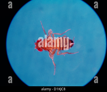 Drosophila with Vestigial Wings Stock Photo - Alamy