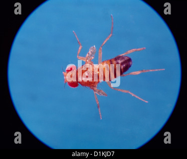 Drosophila with Vestigial Wings Stock Photo - Alamy