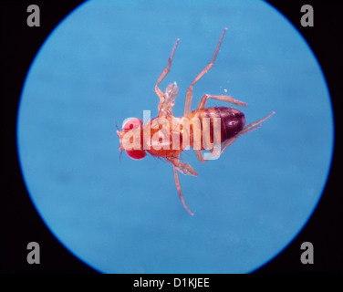 Drosophila with Vestigial Wings Stock Photo - Alamy