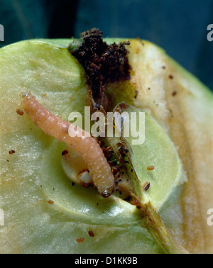 Codling moth - larva in the core (Cydia pomonella Stock Photo - Alamy