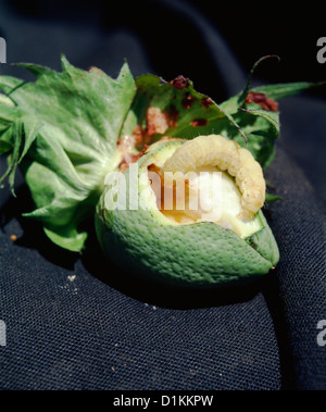 CORN EARWORM TOBACCO BUDWORM COTTON BOLLWORM, (HELIOTHIS ZEA; HELIOTHIS ...