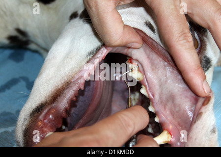 Dog decalcify the teeth of a dog dalmatian descale dental hygiene Stock ...