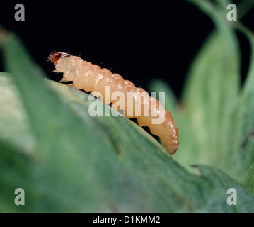 PINK BOLLWORM MOTH (PECTINOPHORA GOSSYPIELLA) LARVA ON COTTON BOLL ...